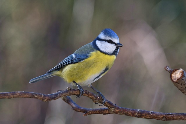 Bird Blue Tit Ornithology - Free photo on Pixabay