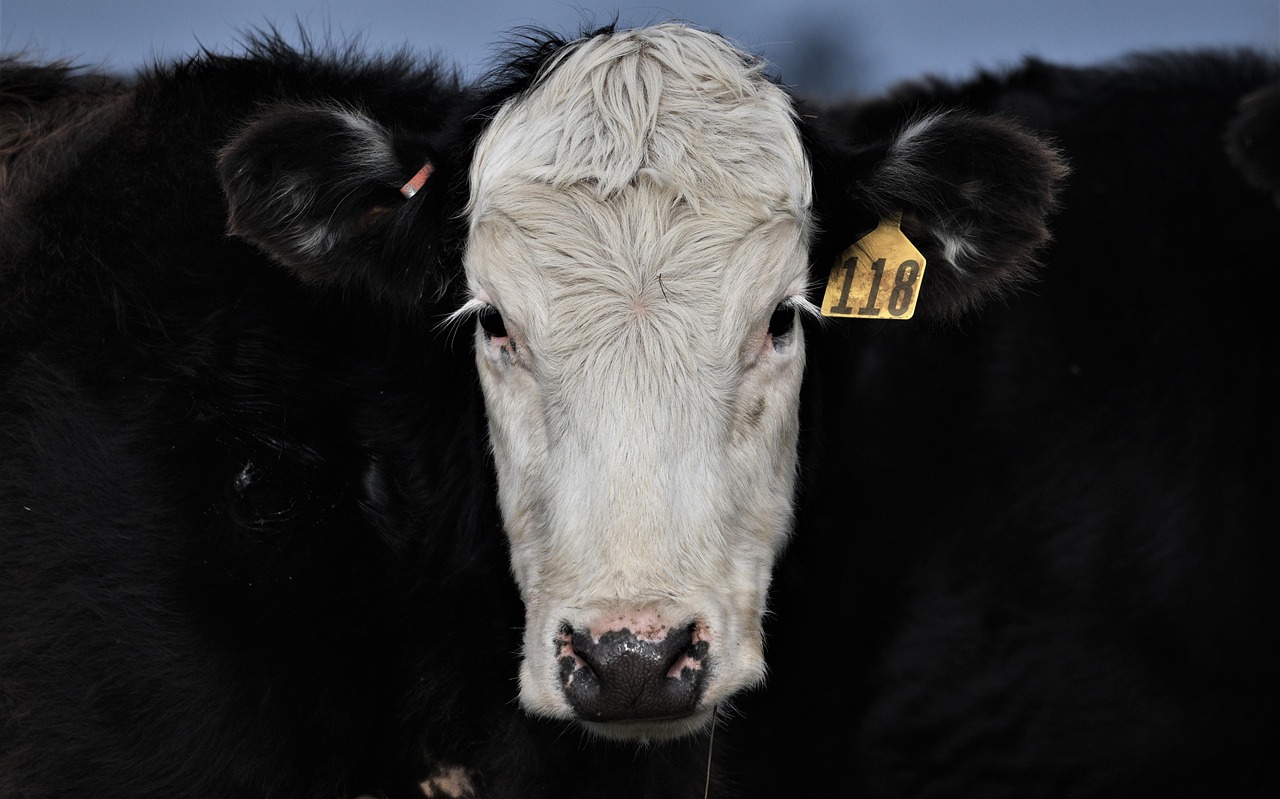 Cow Cattle Livestock - Free photo on Pixabay - Pixabay