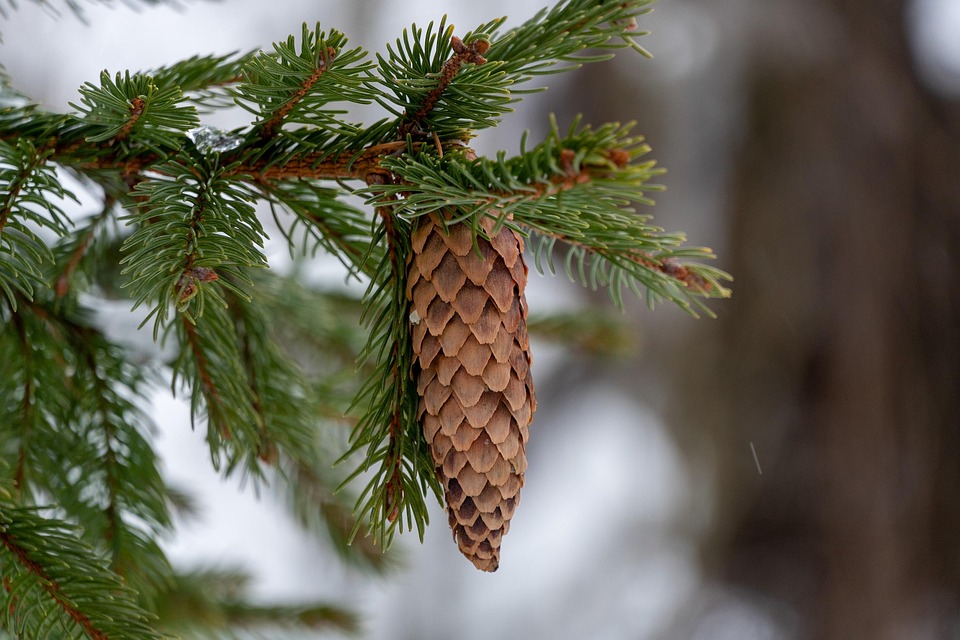 Snow Pine Cone Winter - Free photo on Pixabay - Pixabay