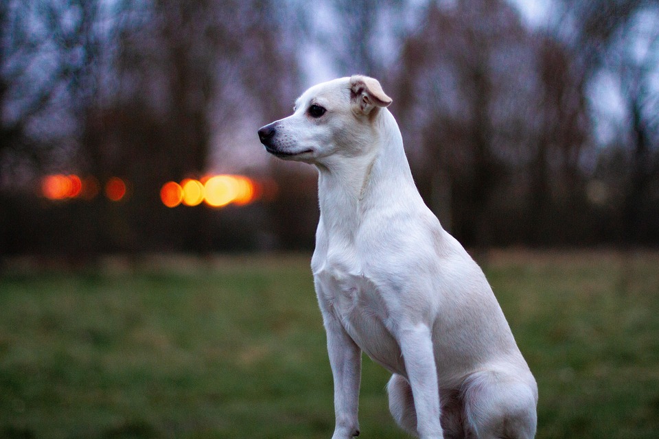 Terrier Dog Pet - Free photo on Pixabay - Pixabay