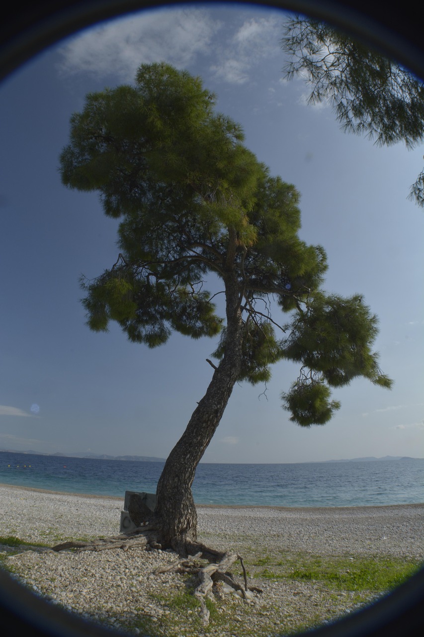 Árbol Pino Playa - Foto gratis en Pixabay - Pixabay