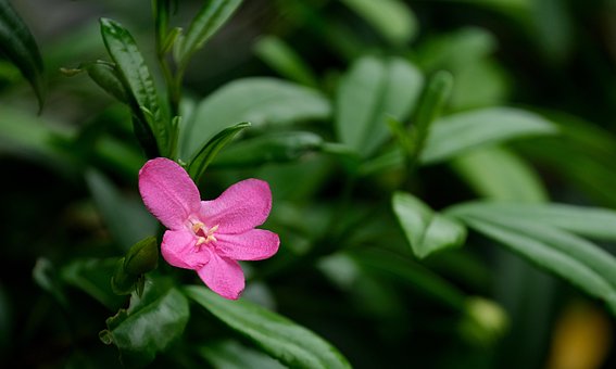 20+ Free Ravenia & Nature Photos - Pixabay