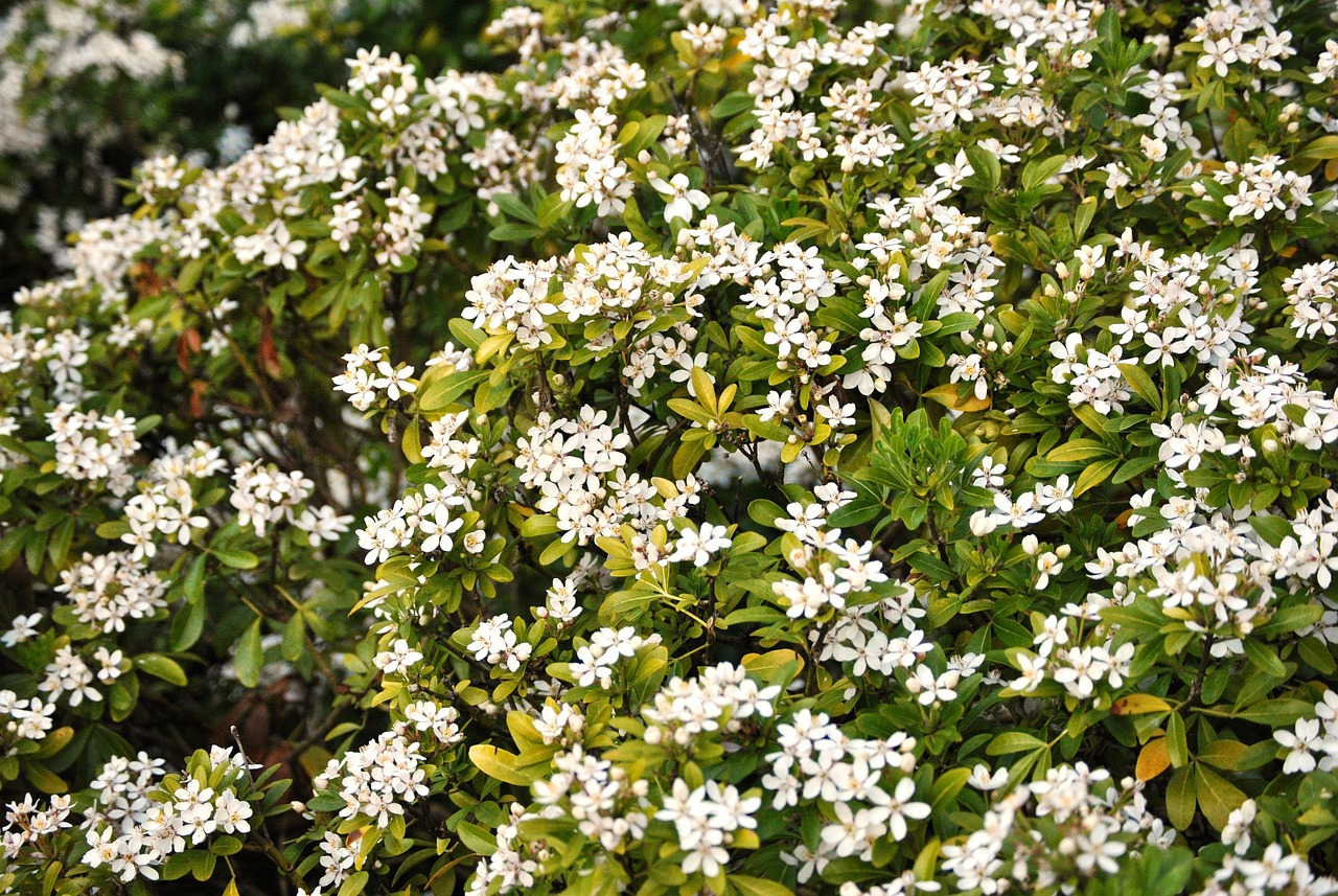 White Angel Blumen Pflanze Weiße - Kostenloses Foto auf Pixabay