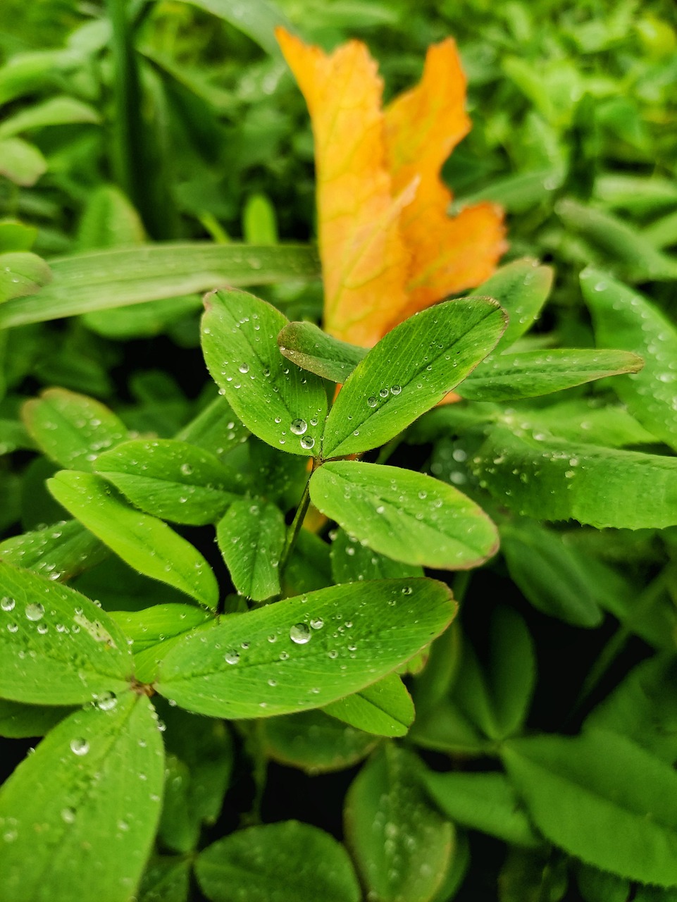 Pingos De Chuva Plantas Jardim - Foto gratuita no Pixabay - Pixabay