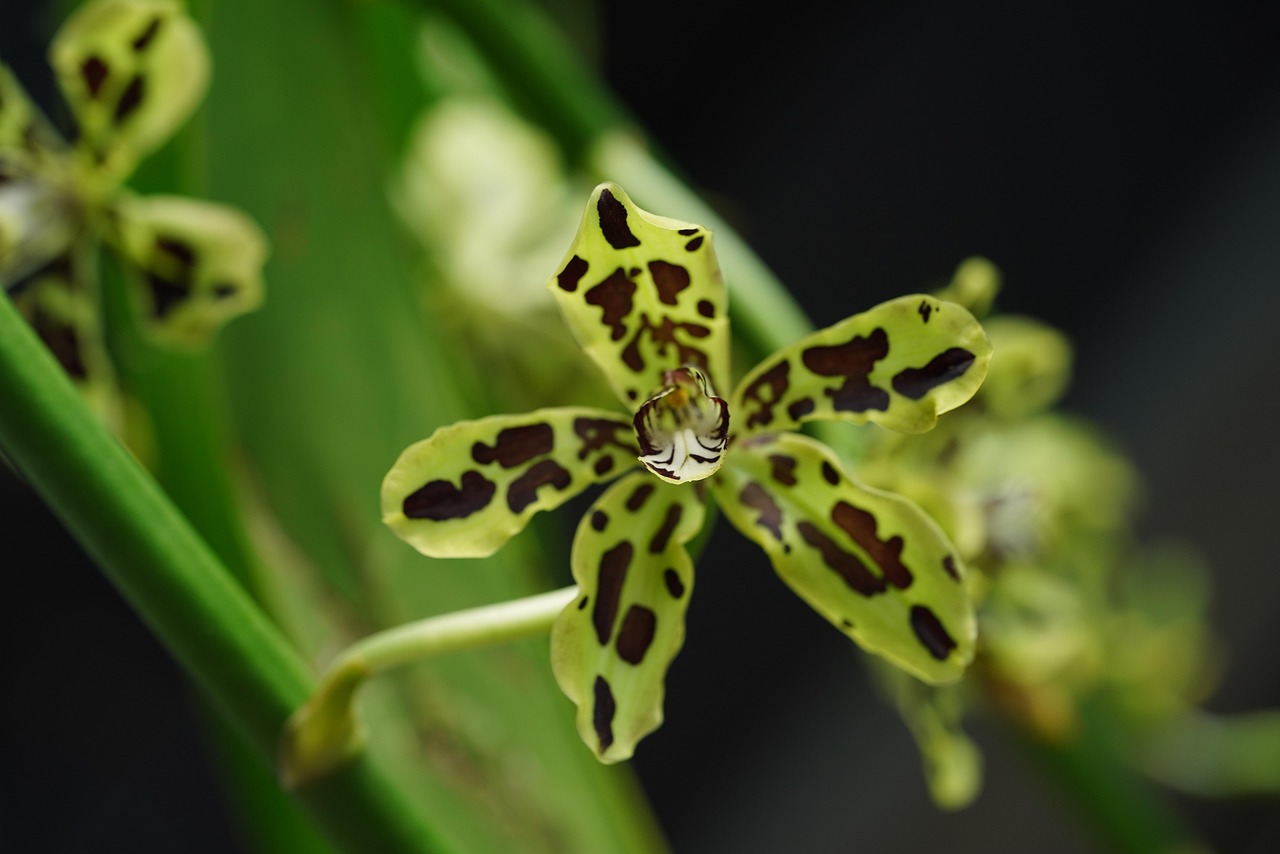100+ Free Papua & Nature Images - Pixabay