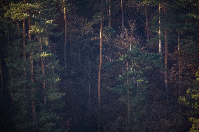 Pine Trees Forest - Free photo on Pixabay