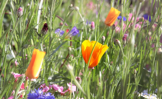 Flores Plantas Prado Sale - Foto gratis en Pixabay - Pixabay