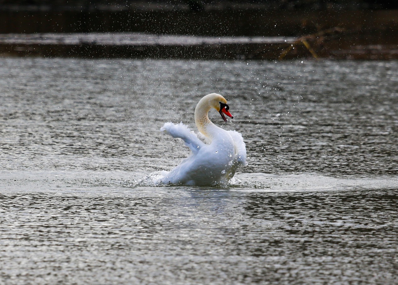 Swan Lake Waterbird - Free photo on Pixabay - Pixabay