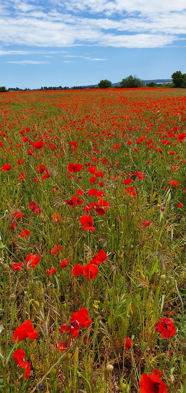 Champ Coquelicot Rouge - Photo gratuite sur Pixabay