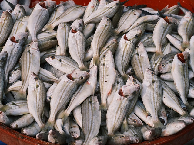 Fish Market Seafood - Free photo on Pixabay - Pixabay