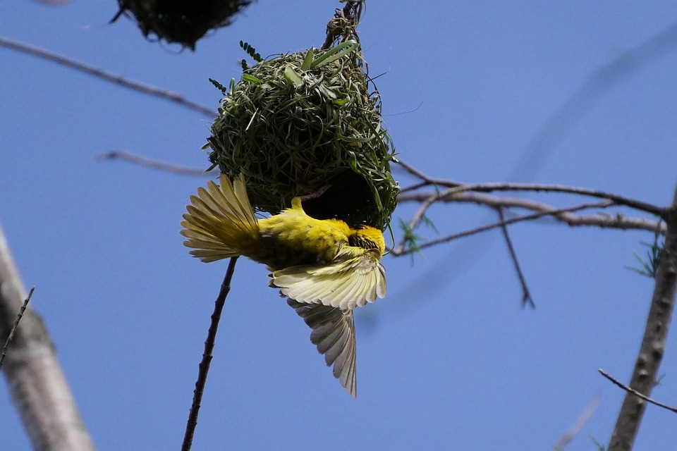 Bird Weaver Ornithology - Free photo on Pixabay