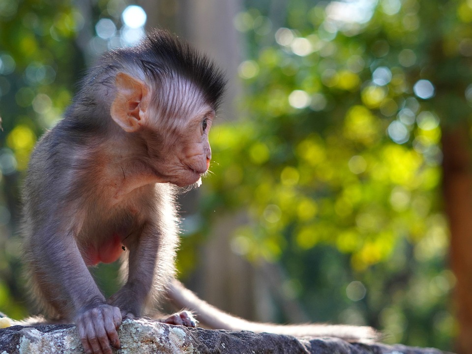 Baby Monkey Primate - Free photo on Pixabay - Pixabay