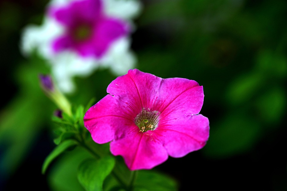 Flor Petunia Bloom - Foto gratis en Pixabay