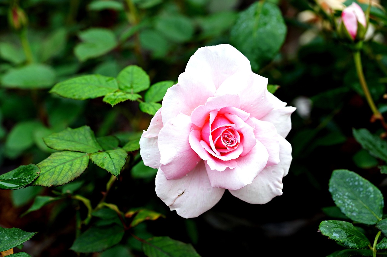 Fleur Rose Flore - Photo gratuite sur Pixabay - Pixabay