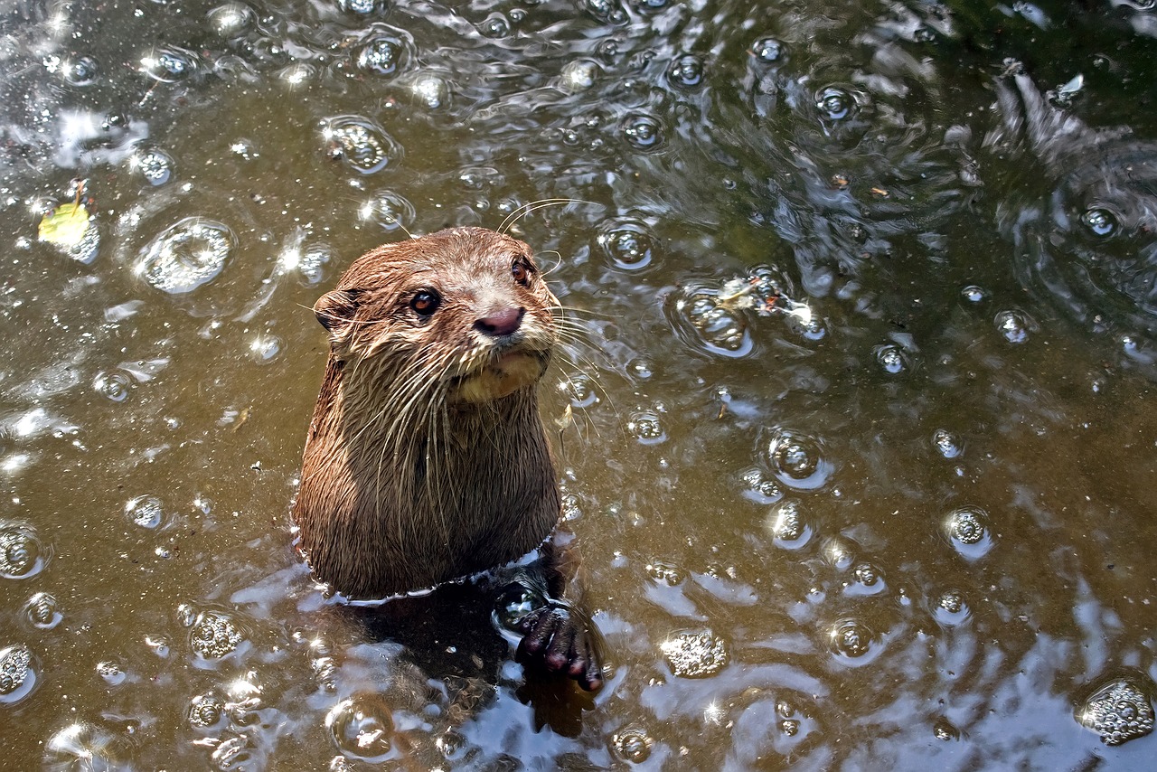 Animal Common Otter Mammal - Free photo on Pixabay - Pixabay