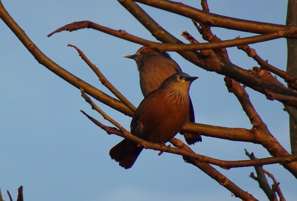 Bird Ornithology Species - Free photo on Pixabay