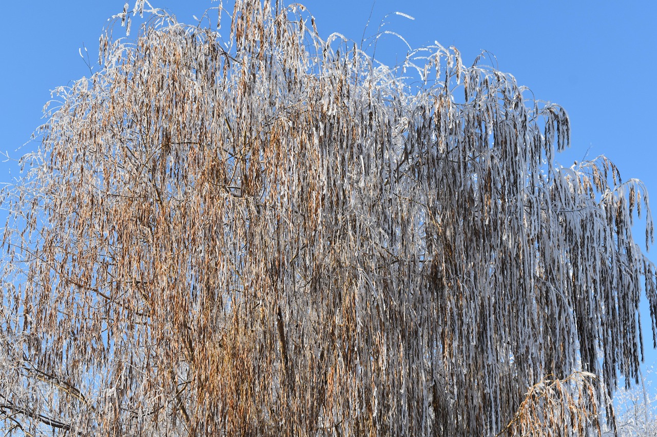 Take A Look About Winter Willow Treefeed