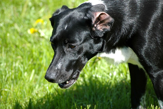 Perro Prado Mascota - Foto gratis en Pixabay - Pixabay