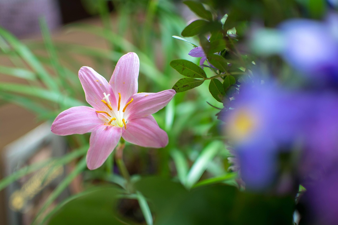 Pink Rain Lily Flower Plant - Free photo on Pixabay