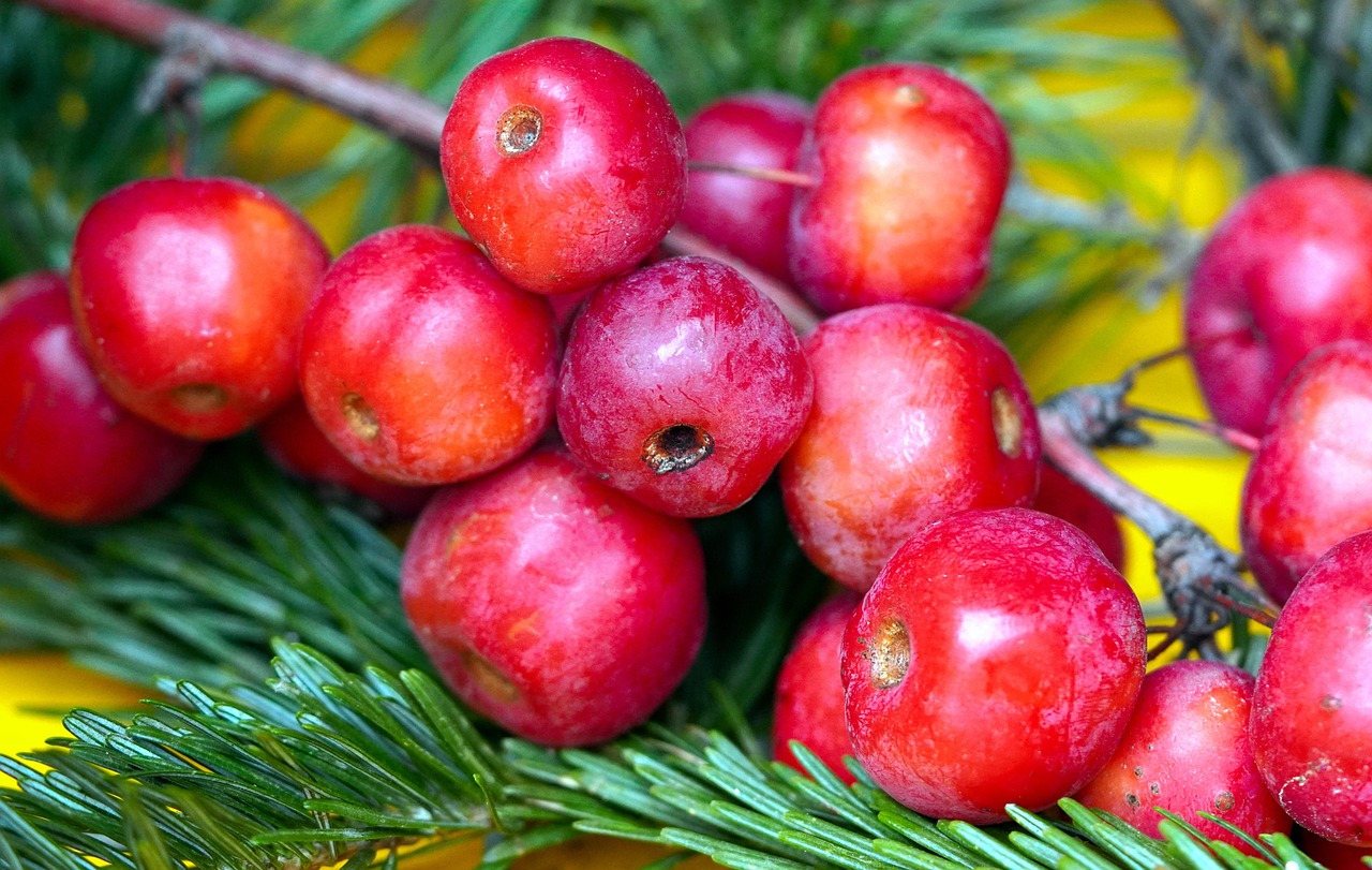 Plommer Frukt Foos - Gratis foto på Pixabay - Pixabay