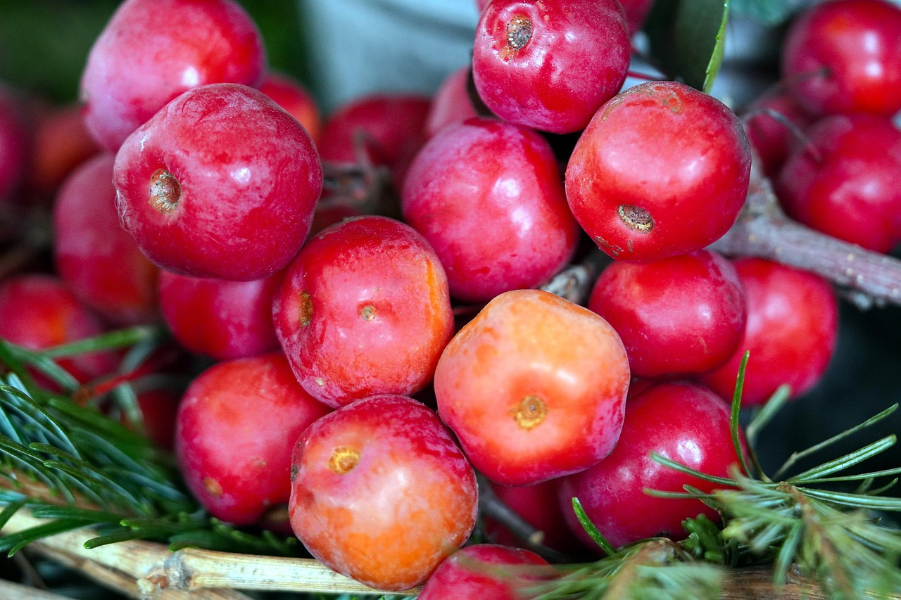 Plums Fruit Foos - Free photo on Pixabay
