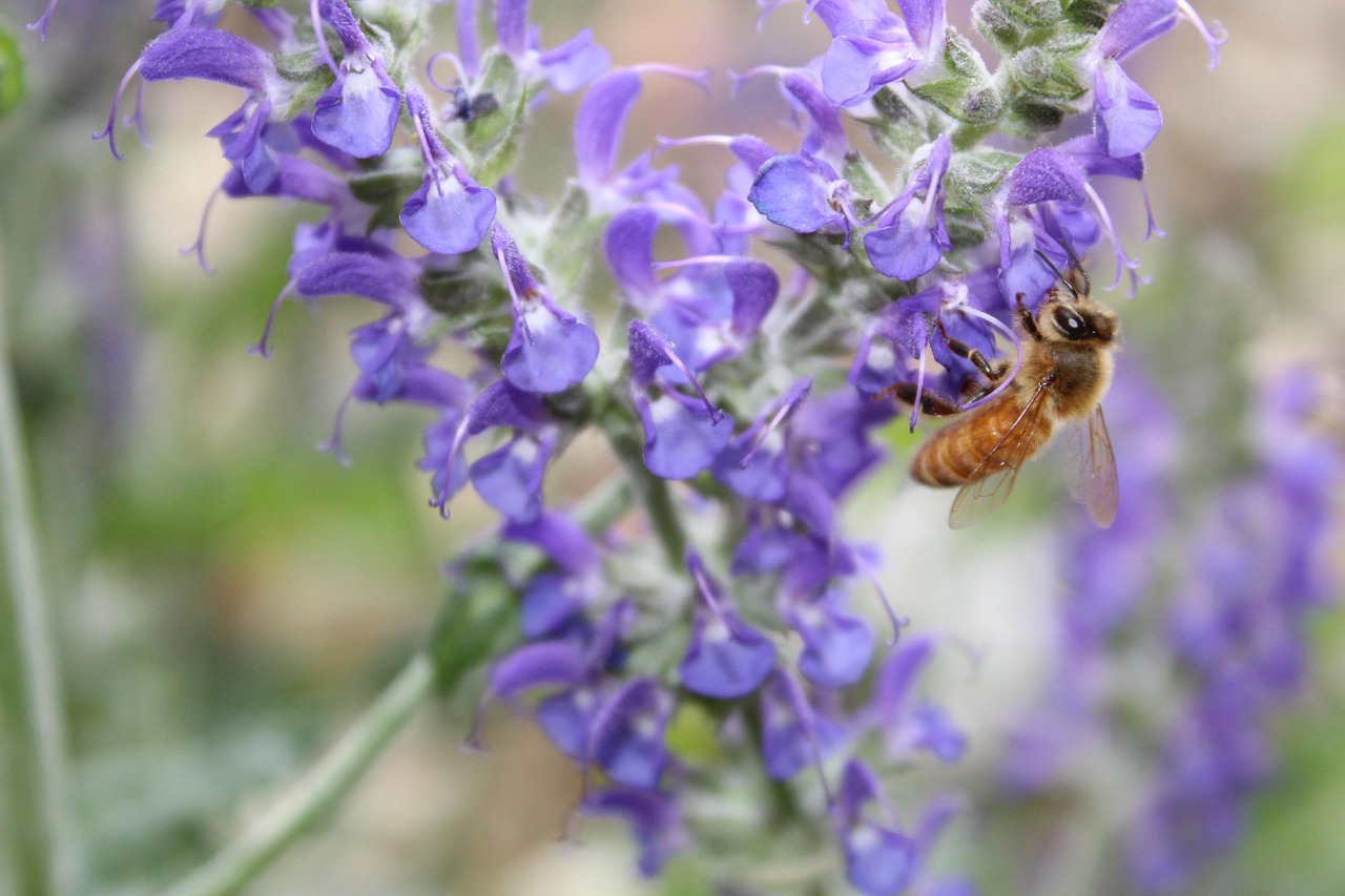 Bee Flower Pollination - Free photo on Pixabay