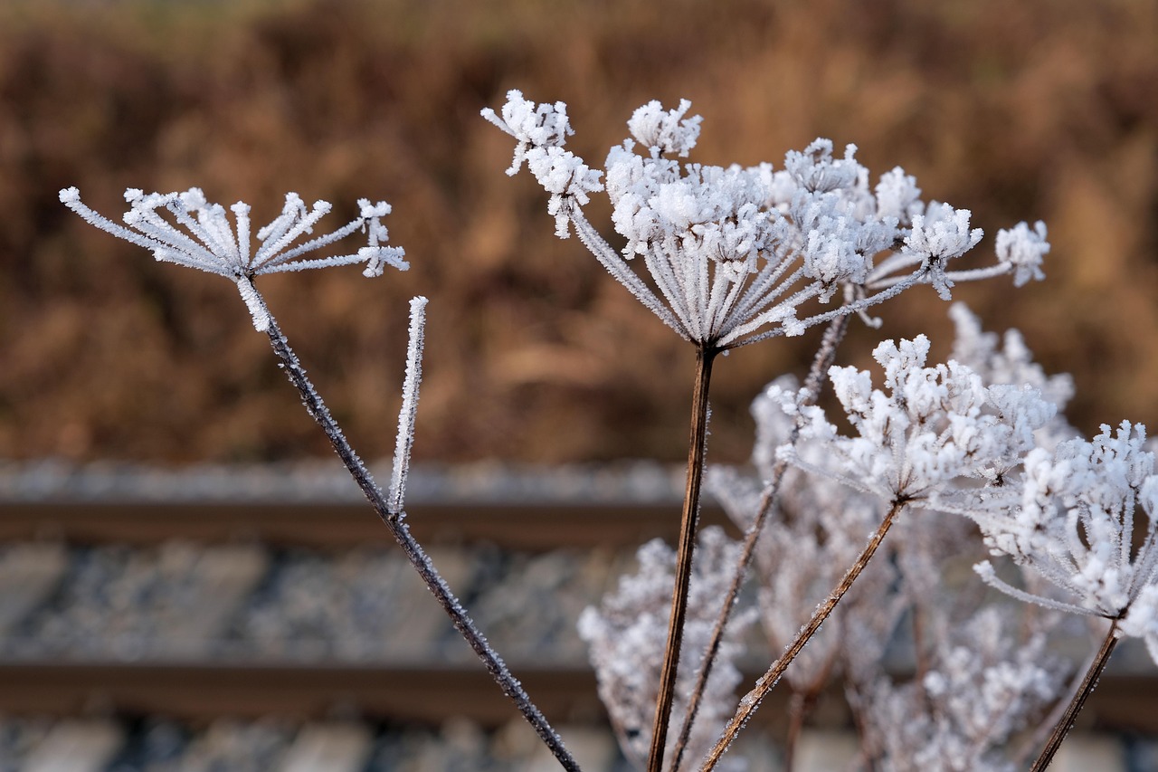 Winter Frost Seed Pods - Free photo on Pixabay - Pixabay