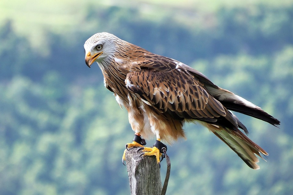 Red Kite Bird Wood - Free photo on Pixabay - Pixabay