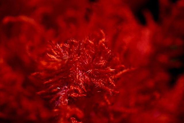 Flower Celosia Flora - Free photo on Pixabay
