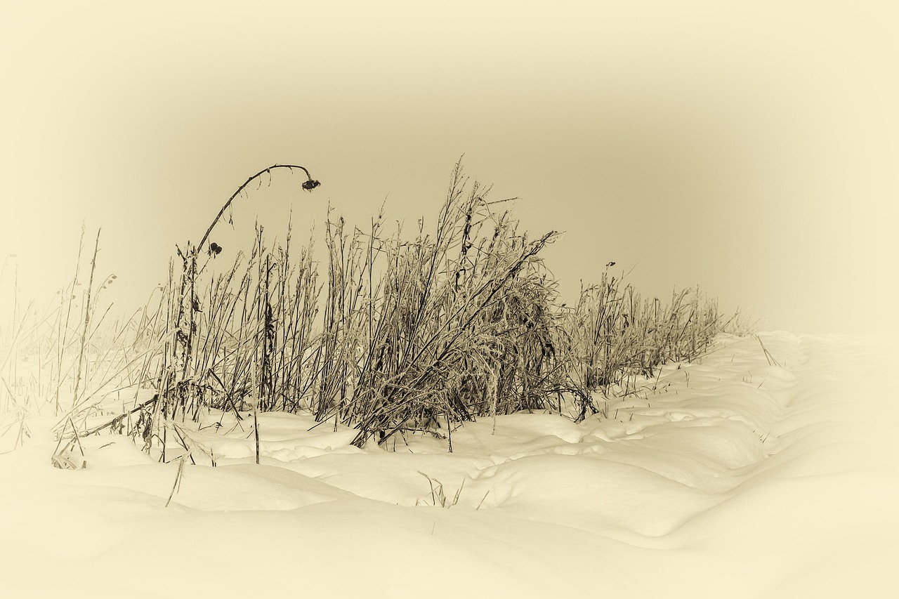 Winter Landscape Nostalgia Retro - Free photo on Pixabay - Pixabay