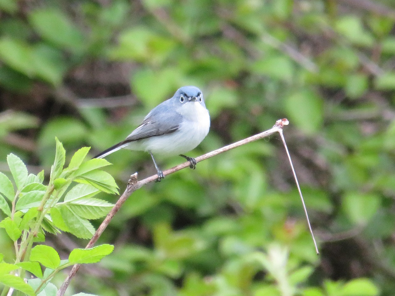 Bird Blue-Gray Gnatcatcher - Free photo on Pixabay