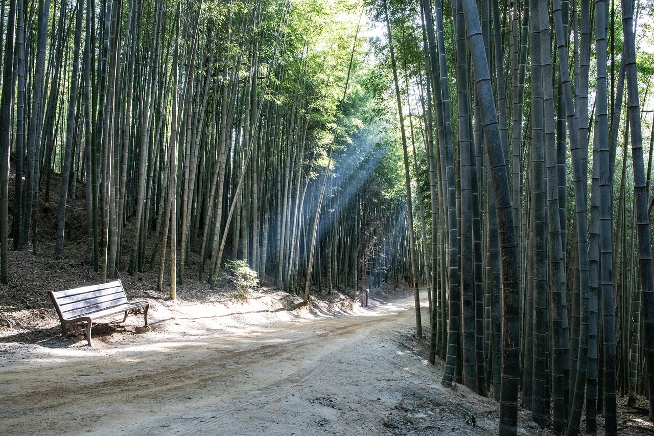 Juknokwon Bamboo Forest Nature - Free photo on Pixabay