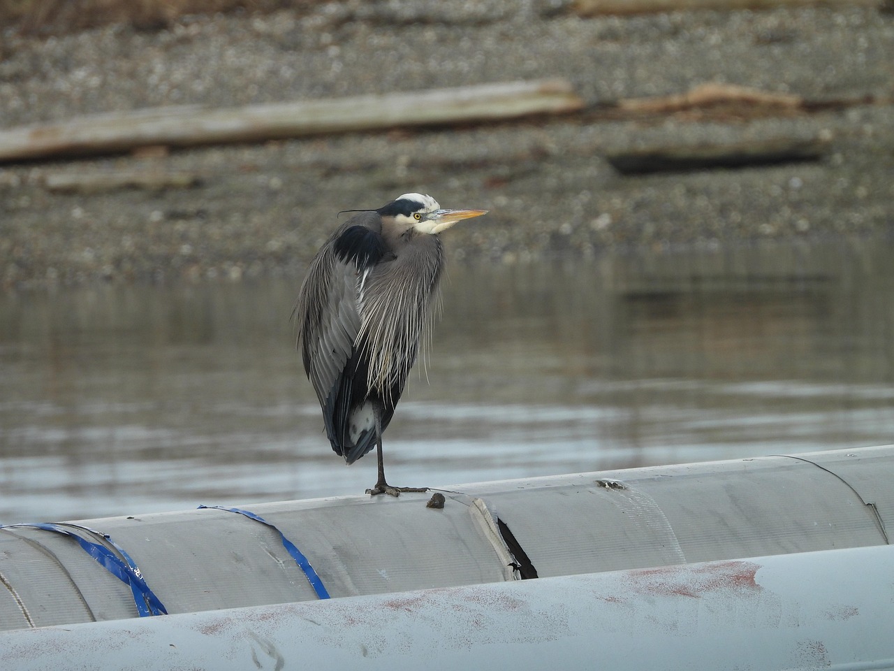 Bird Heron Ornithology - Free photo on Pixabay - Pixabay