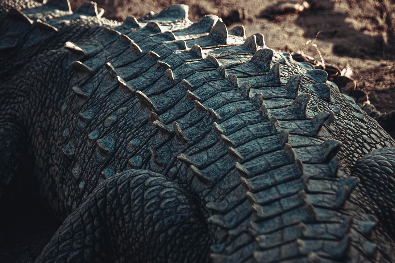 10,000+ Free Reptiles & Animal Images - Pixabay