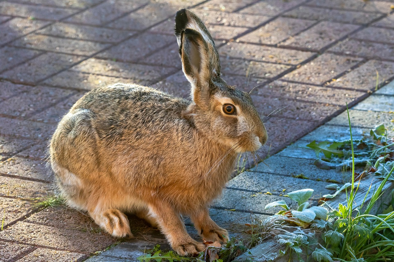Animal Rabbit Mammal - Free photo on Pixabay