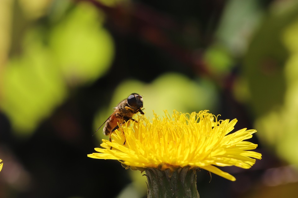 Gele Bloem Bestuiving Bij - Gratis foto op Pixabay