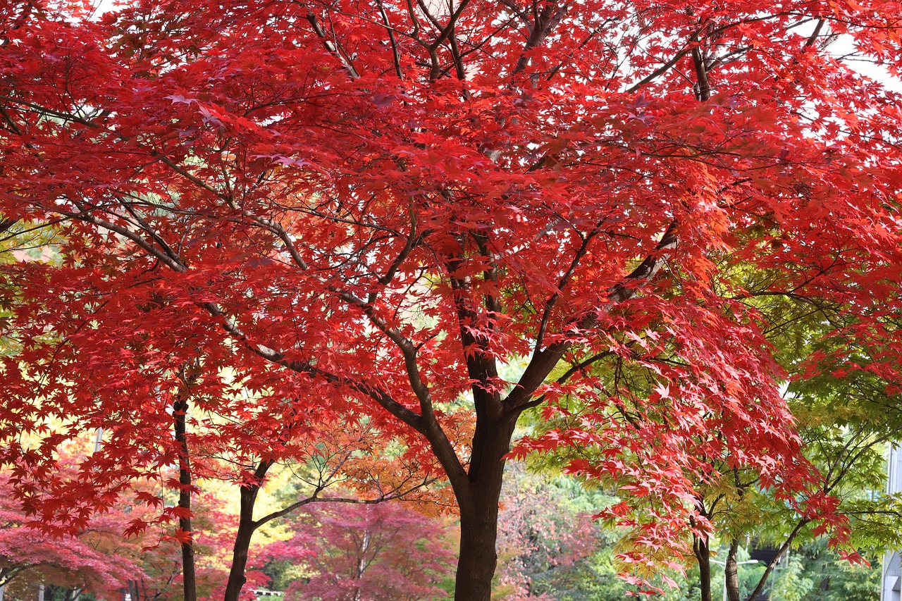 Autumn Trees Forest - Free photo on Pixabay