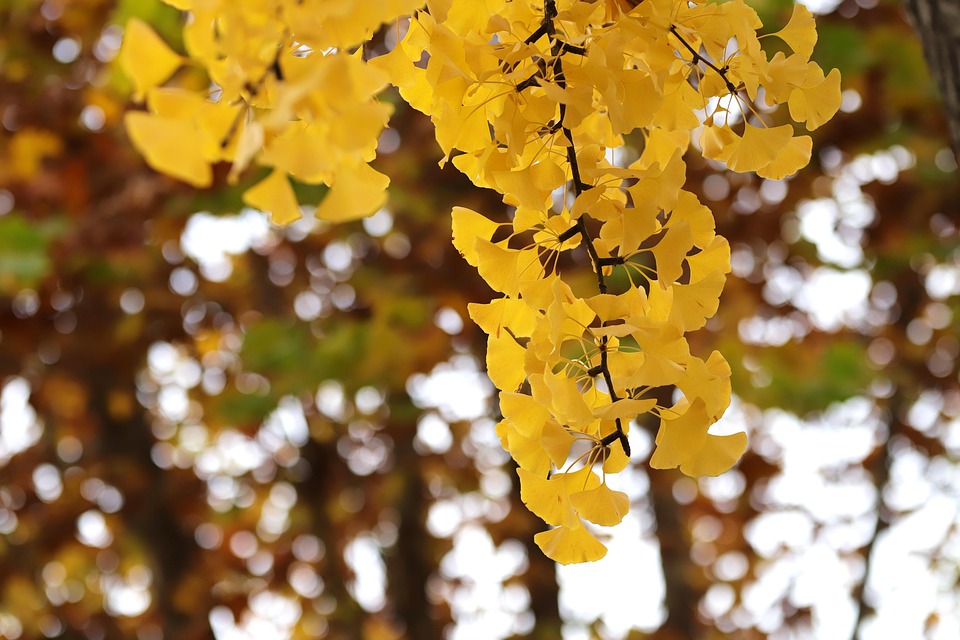 Ginkgo Leaves Autumn Trees - Free photo on Pixabay