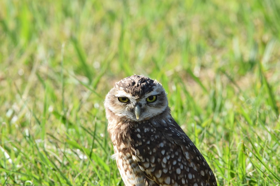 Chouette Des Oiseaux Plumage - Photo gratuite sur Pixabay
