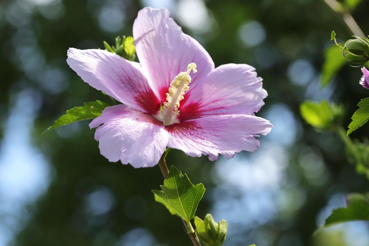 Plus de 80 photos gratuites de Sáron Rózsája et de Nature - Pixabay