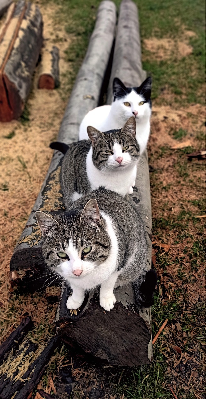 Cats Felines Pet - Free photo on Pixabay - Pixabay