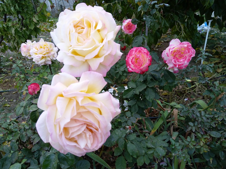 Des Roses Fleurs Jardin - Photo gratuite sur Pixabay - Pixabay