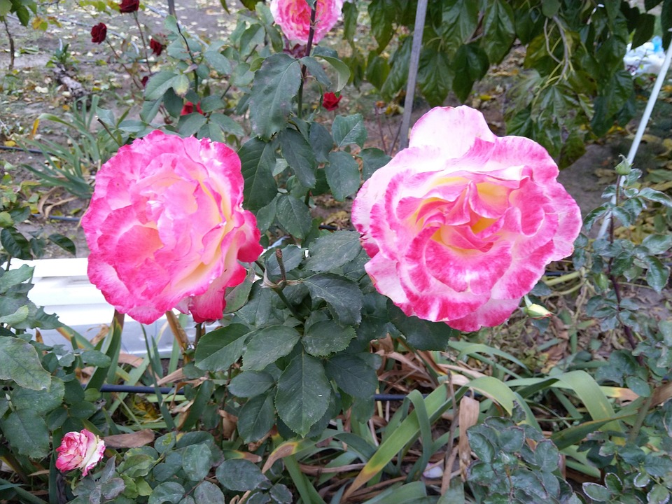 Des Roses Fleurs Jardin - Photo gratuite sur Pixabay - Pixabay
