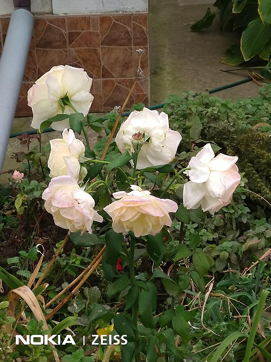 Des Roses Fleurir Flore - Photo gratuite sur Pixabay - Pixabay