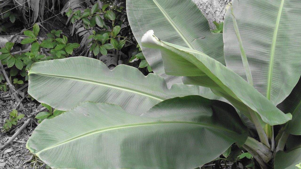 Banana Bananeira Fruta - Foto gratuita no Pixabay - Pixabay