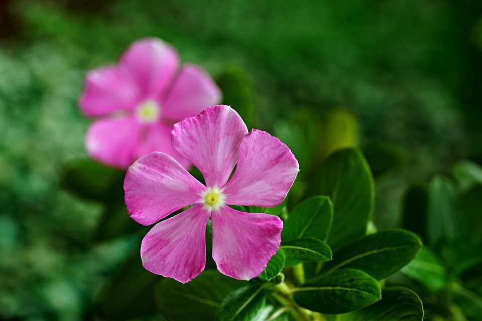 Rosy Periwinkle Pink Flowers - Free photo on Pixabay - Pixabay