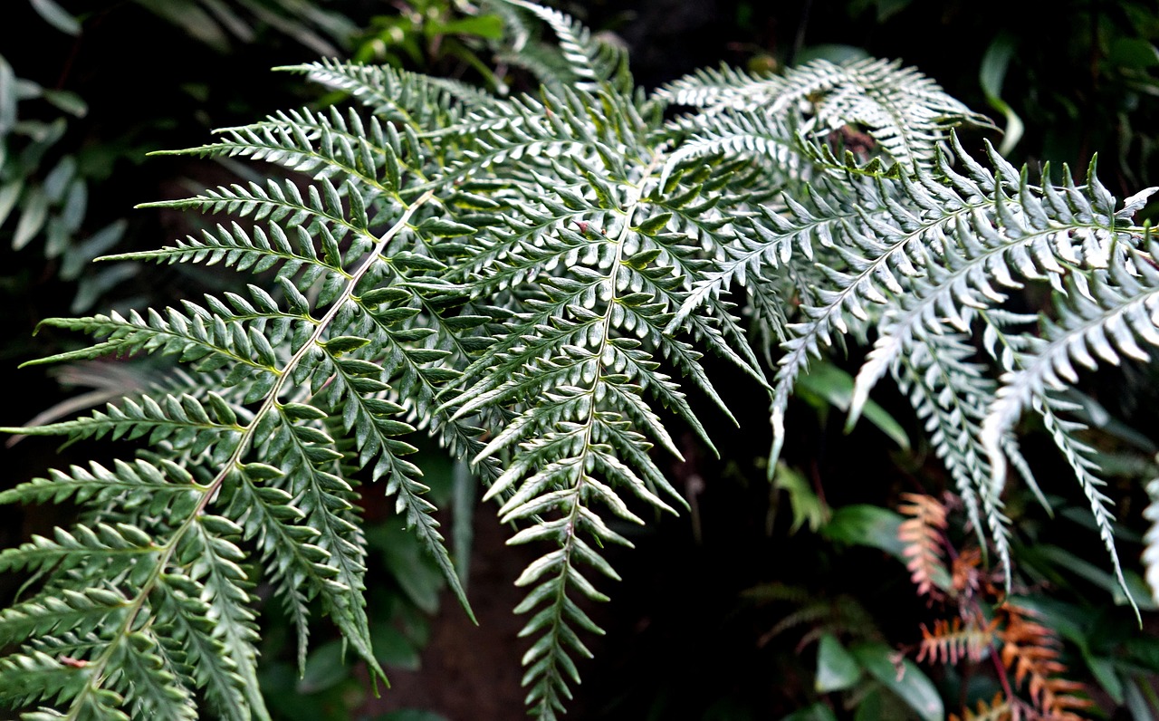 Samambaias Plantas Natureza - Foto gratuita no Pixabay - Pixabay