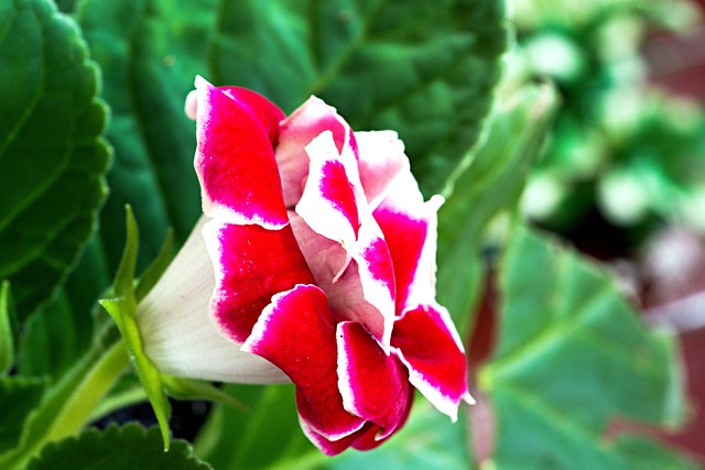 Gloxinia Bunga Kebun - Foto gratis di Pixabay - Pixabay