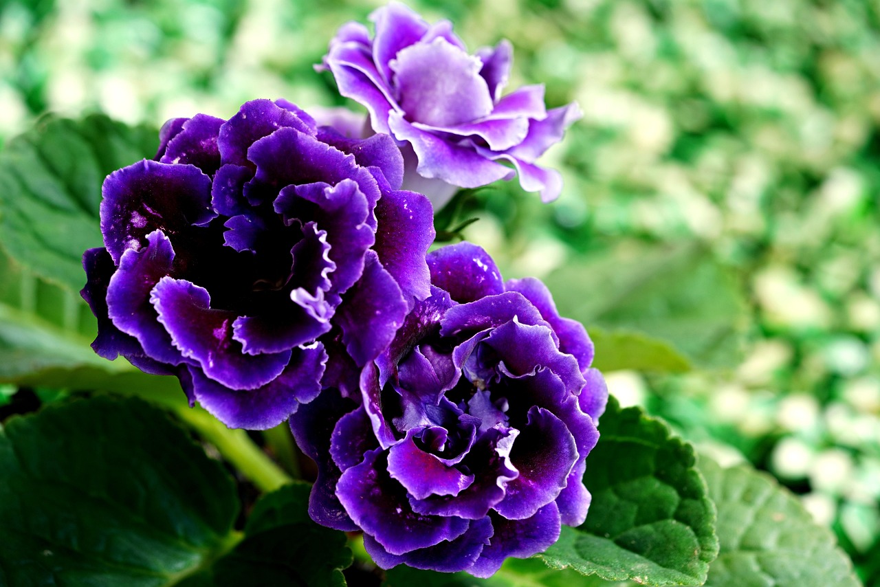 60+ Free Gloxinia & Nature Images - Pixabay