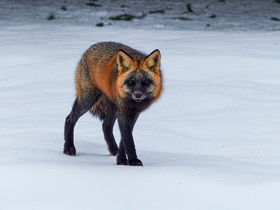 Animal Raposa Animais Selvagens - Foto gratuita no Pixabay - Pixabay